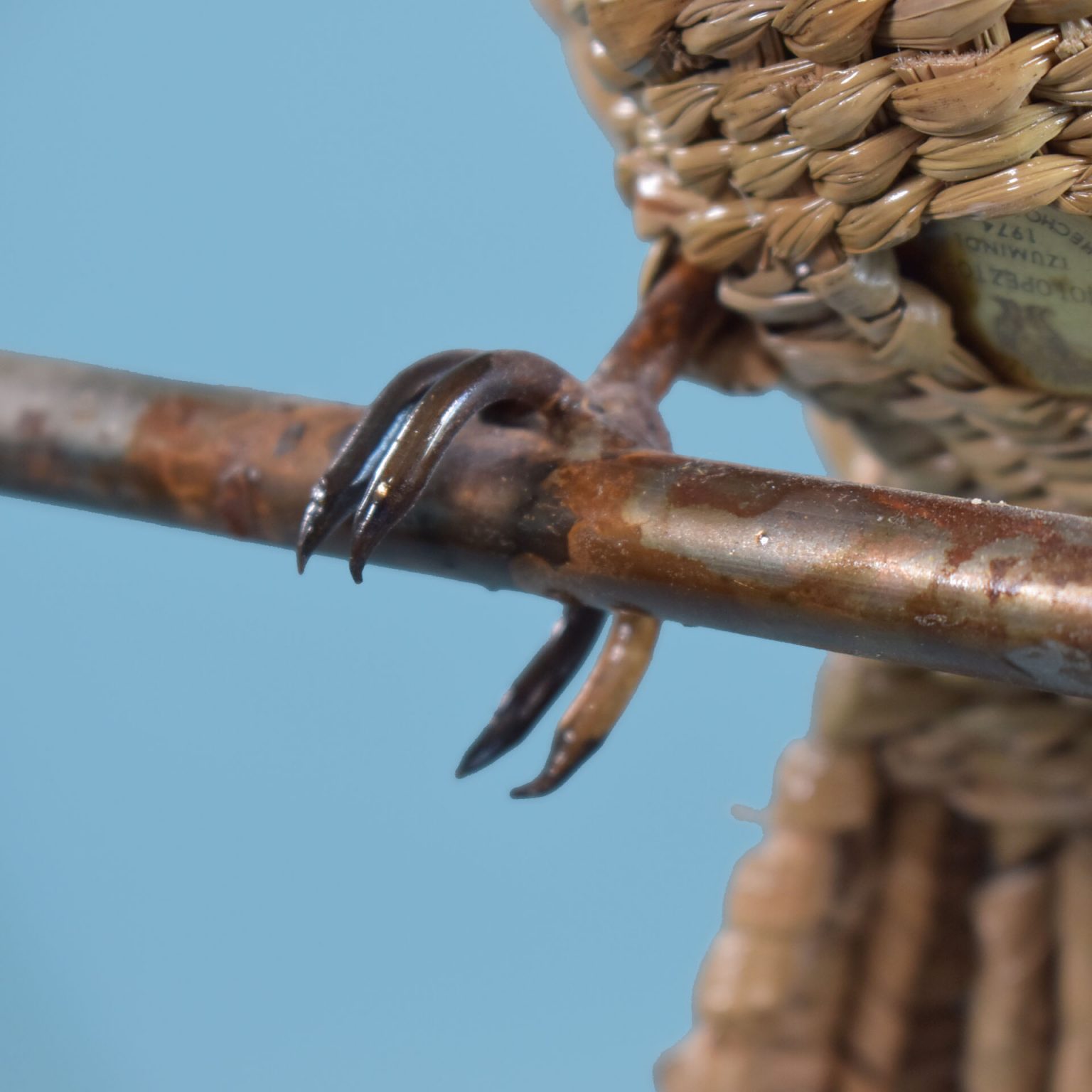 Small Macaw on a Swing by Mario Lopez Torres | Circa Who